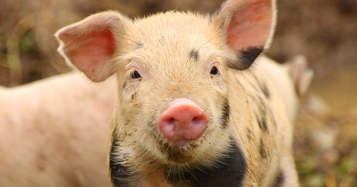 Policy Volunteer | Humane World for Animals