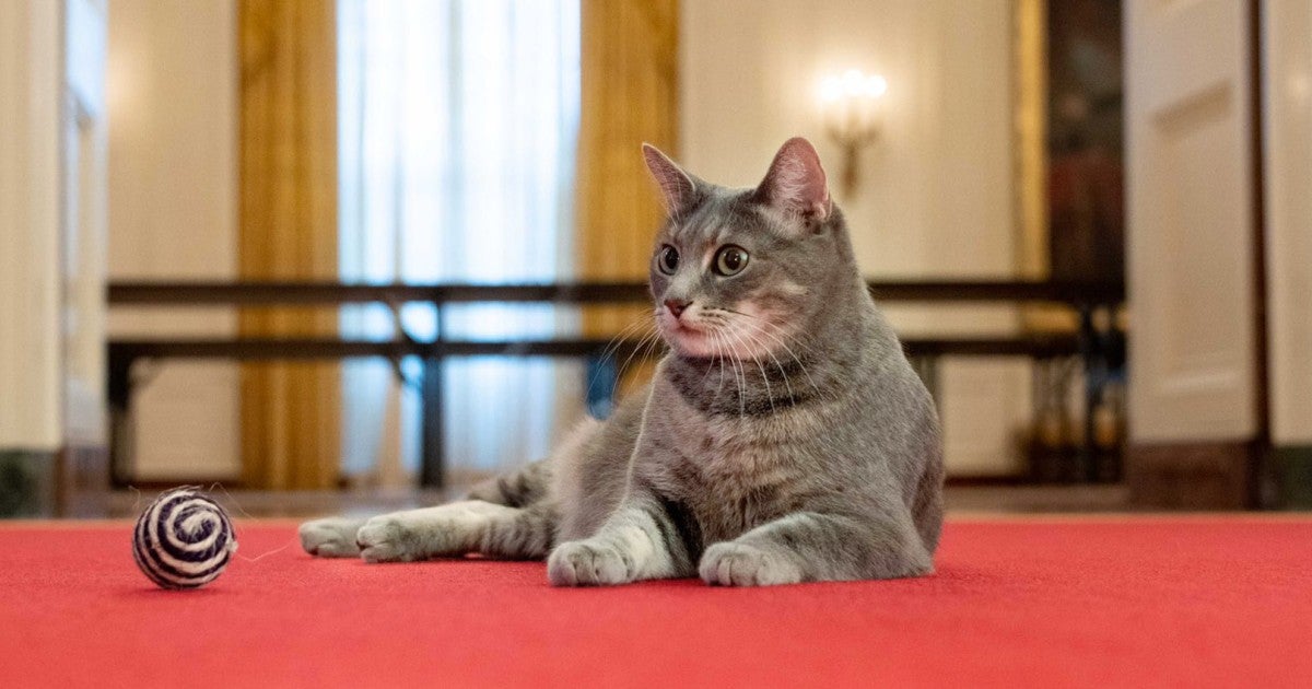 U.S. Presidents And Their Pets - The Ultimate Guide