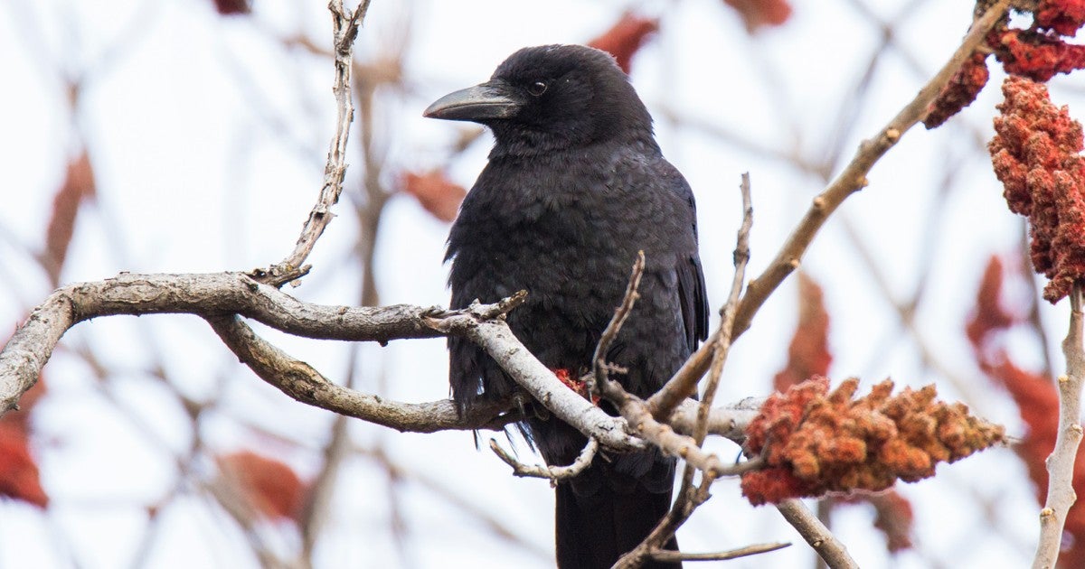 why do crows make noise