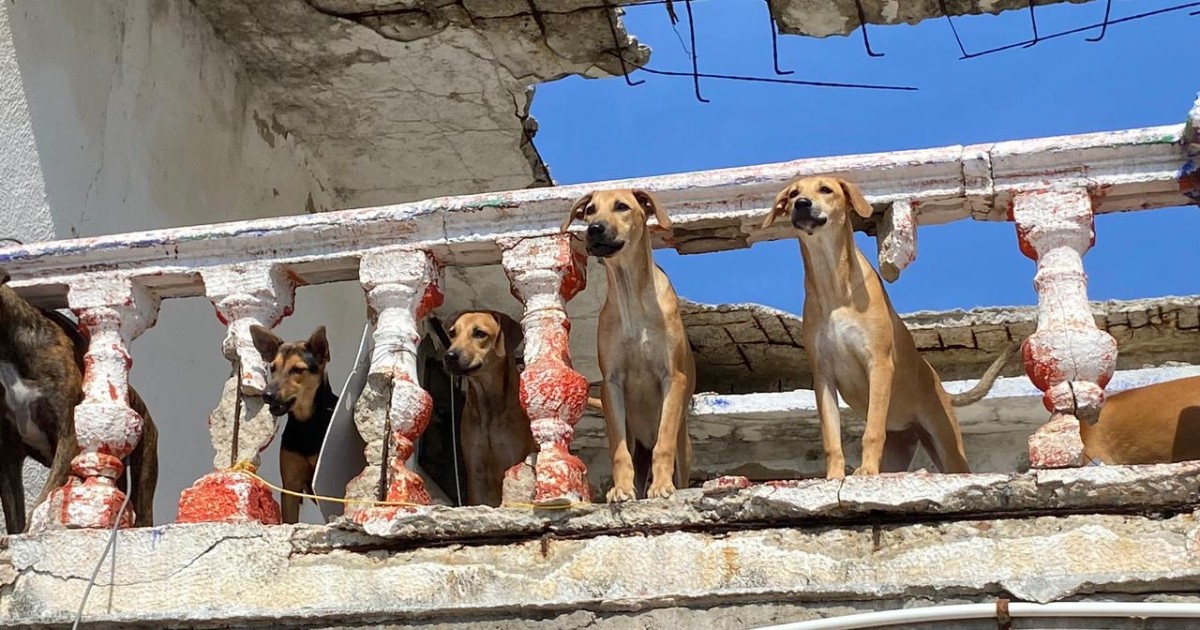 Helping animals and their families after Hurricane Otis devastates ...