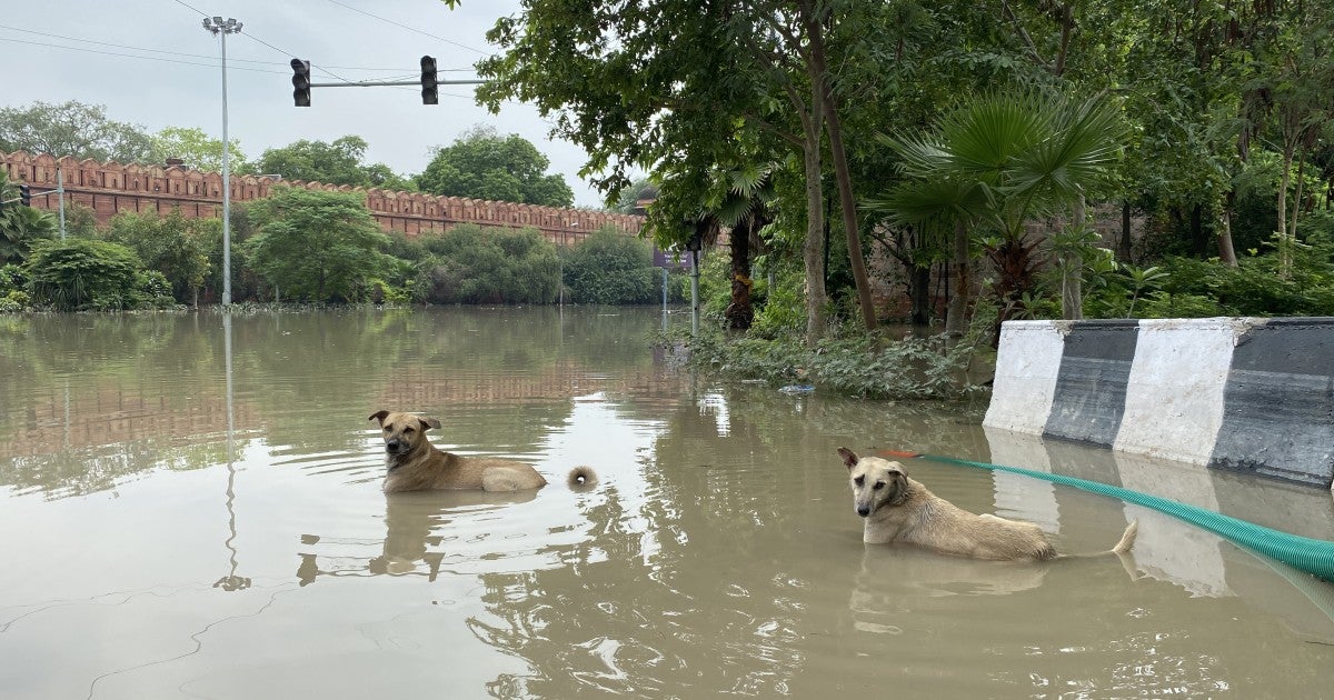 HSI/India helps animals as heavy rains flood New Delhi | Humane World ...