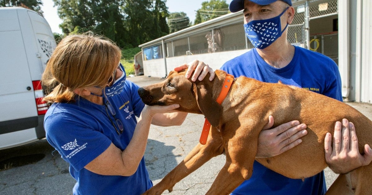 Here’s how to become an animal advocate in your state and why it’s ...