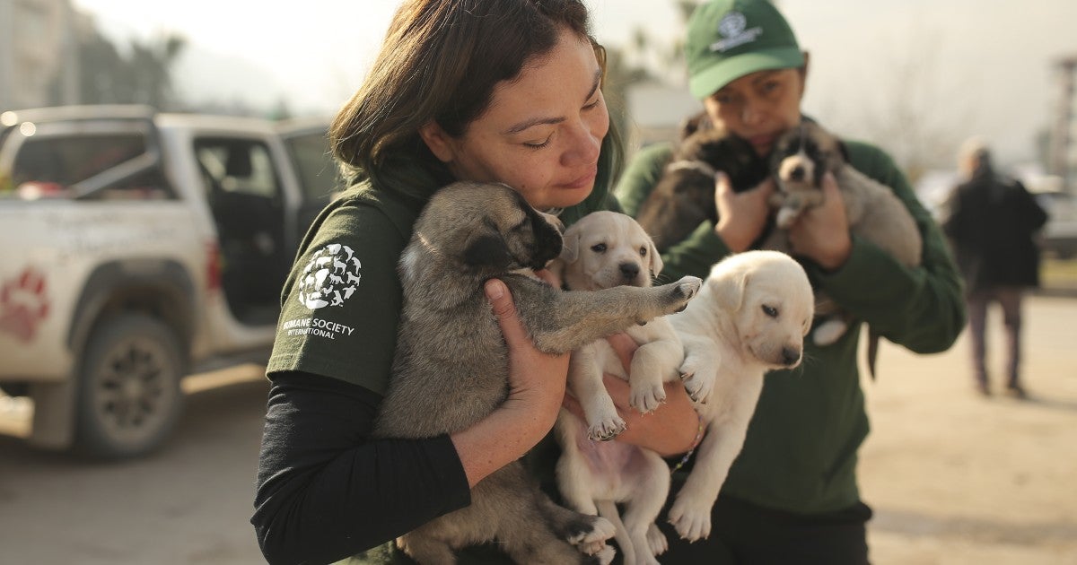 We’re on the ground in Turkey to help save animals | Humane World for ...