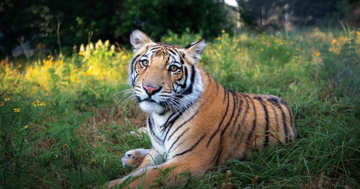 Major win! US Senate passes the Big Cat Public Safety Act | Humane ...