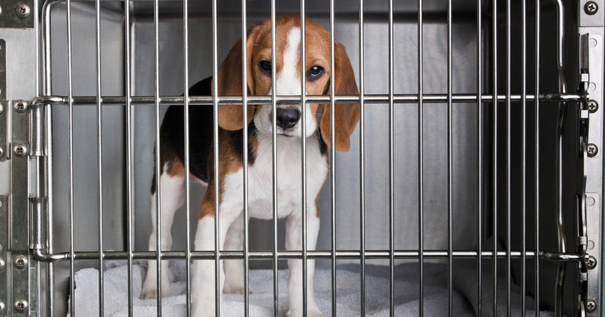 Breaking: Historic transport of approximately 4,000 beagles spared from ...