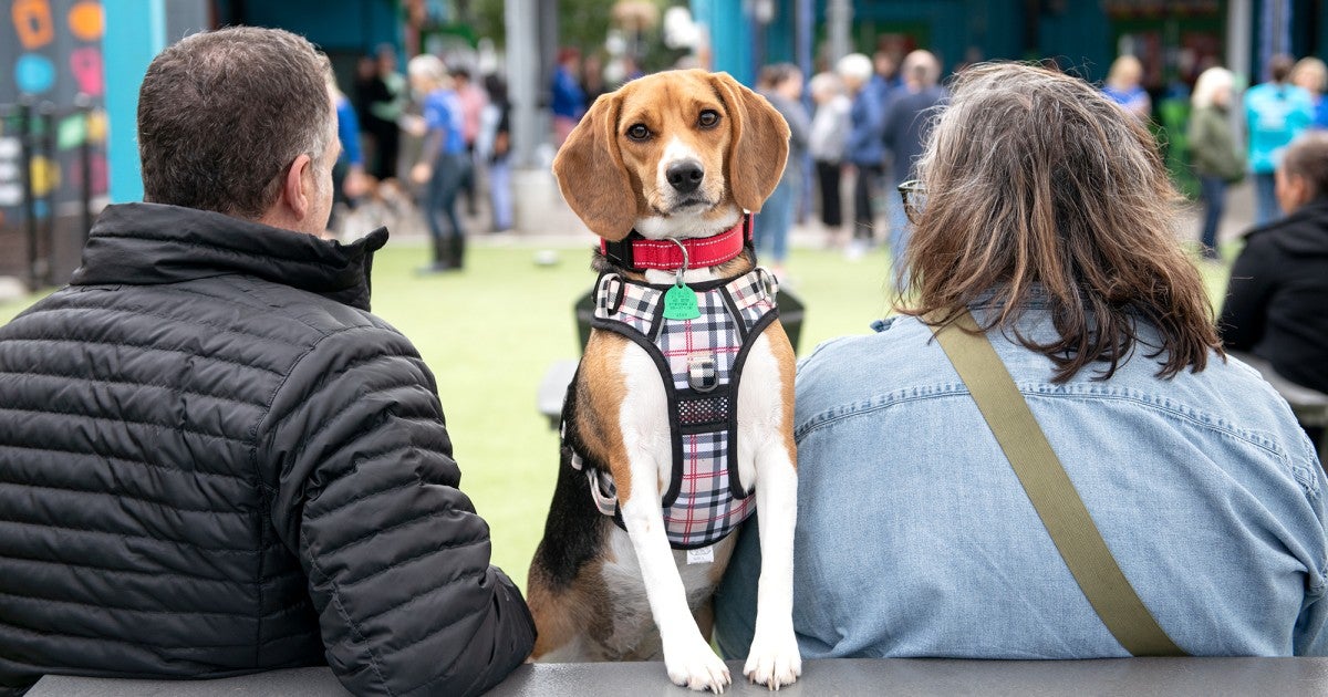 Celebrating a year of freedom | Humane World for Animals