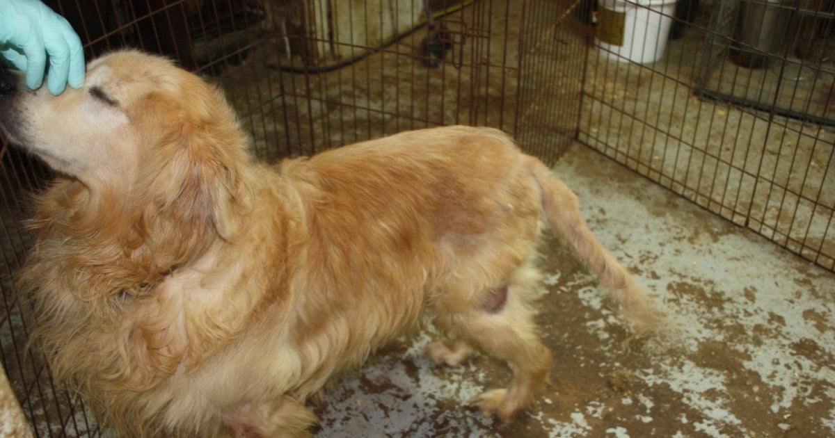 7,887 complaints reveal how puppy mills hurt dogs and families | Humane ...