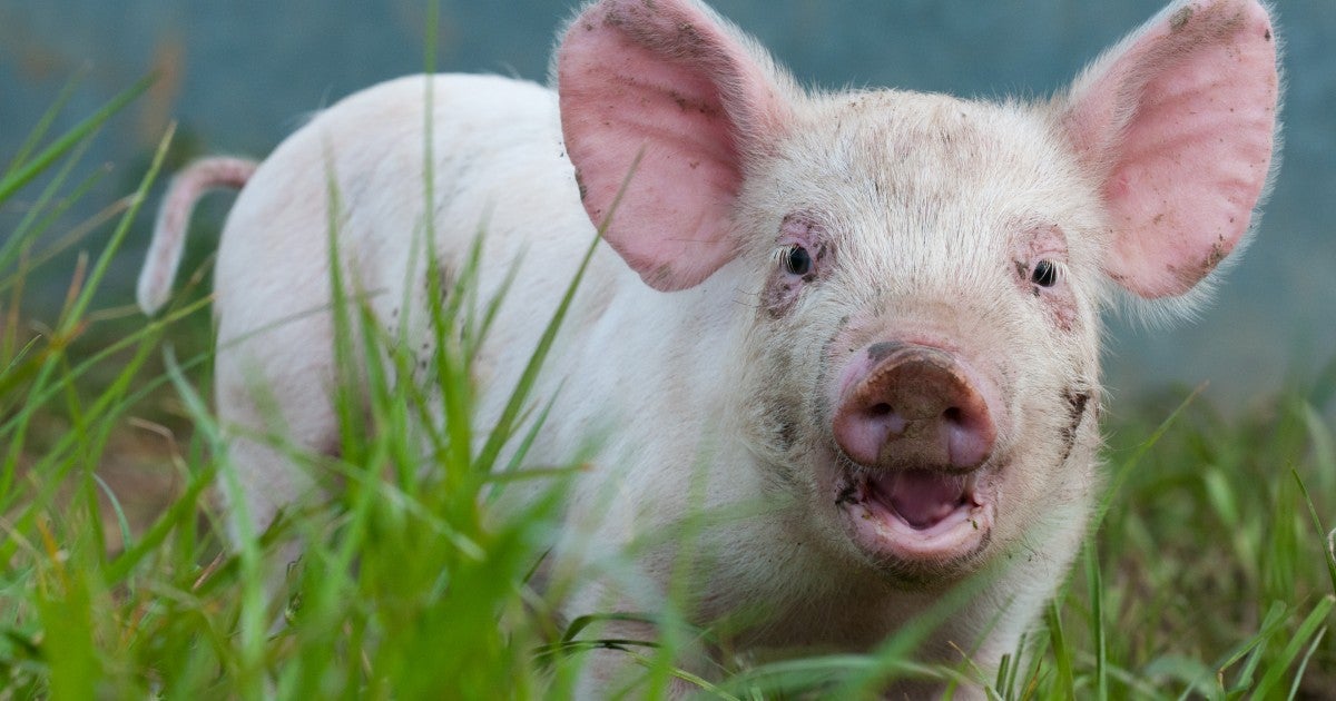 Putting the ‘USDA Organic’ label on a stronger animal welfare path ...