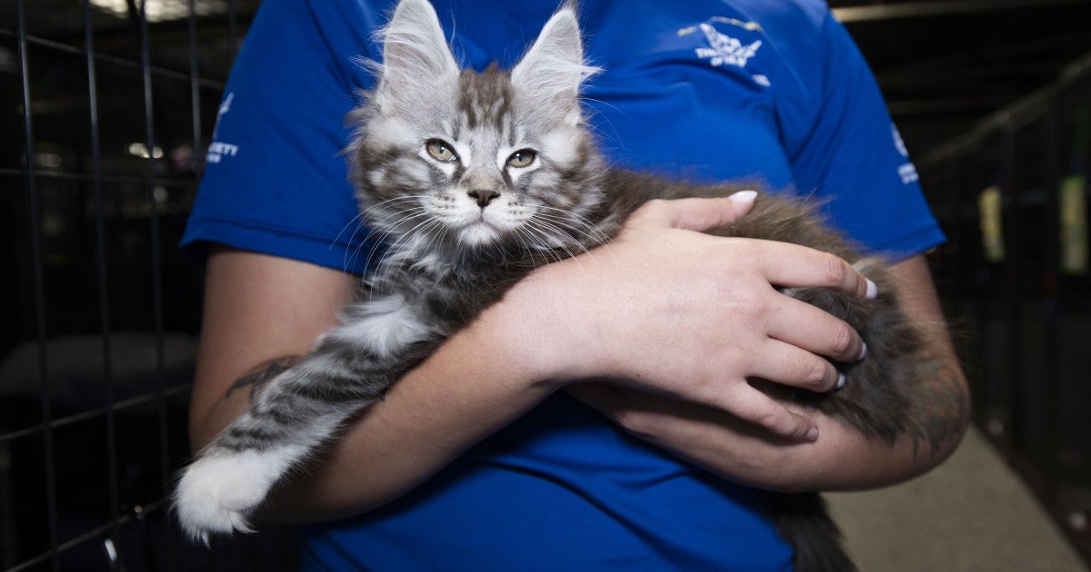 110 cats and kittens recovering after rescue from alleged cruelty ...