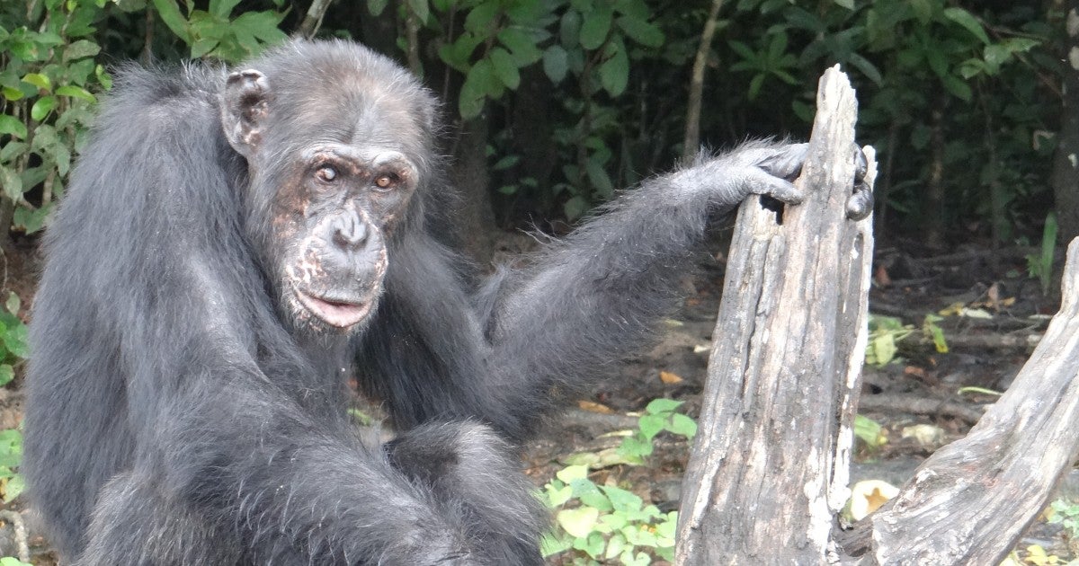One brave chimp’s story shows the many threats facing the species today ...