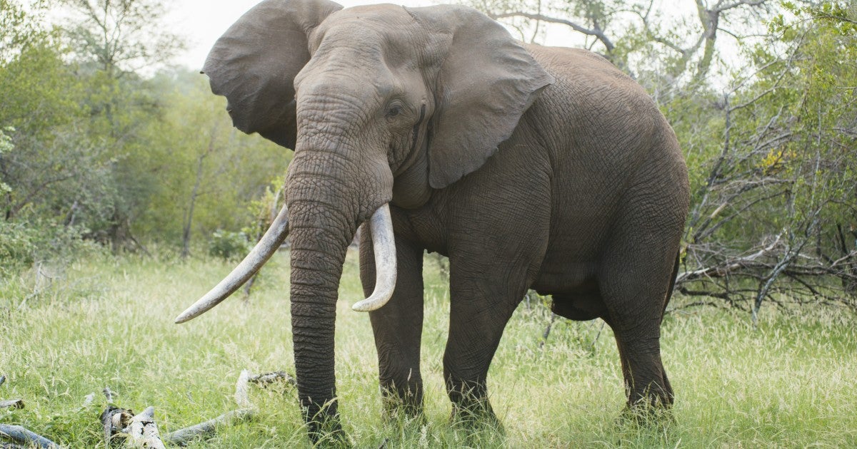 Two ‘big tusker’ elephants killed for the thrill by trophy hunters in ...