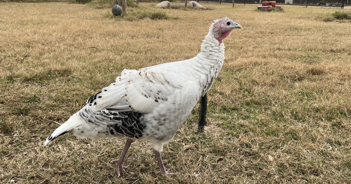 Giving thanks with Helen the turkey | Humane World for Animals