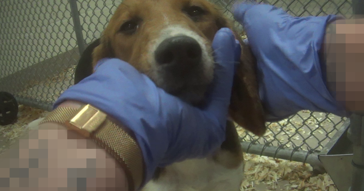 Testing lab remains silent, but voices demanding beagles’ release grow ...