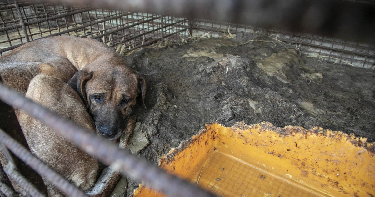 Nearly 200 dogs saved from slaughter as HSI shuts down 18th dog meat ...