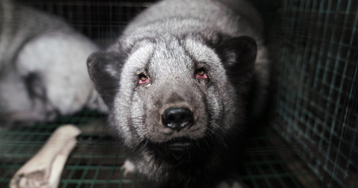 Fur is disappearing from fashion and design culture amid concerns for ...