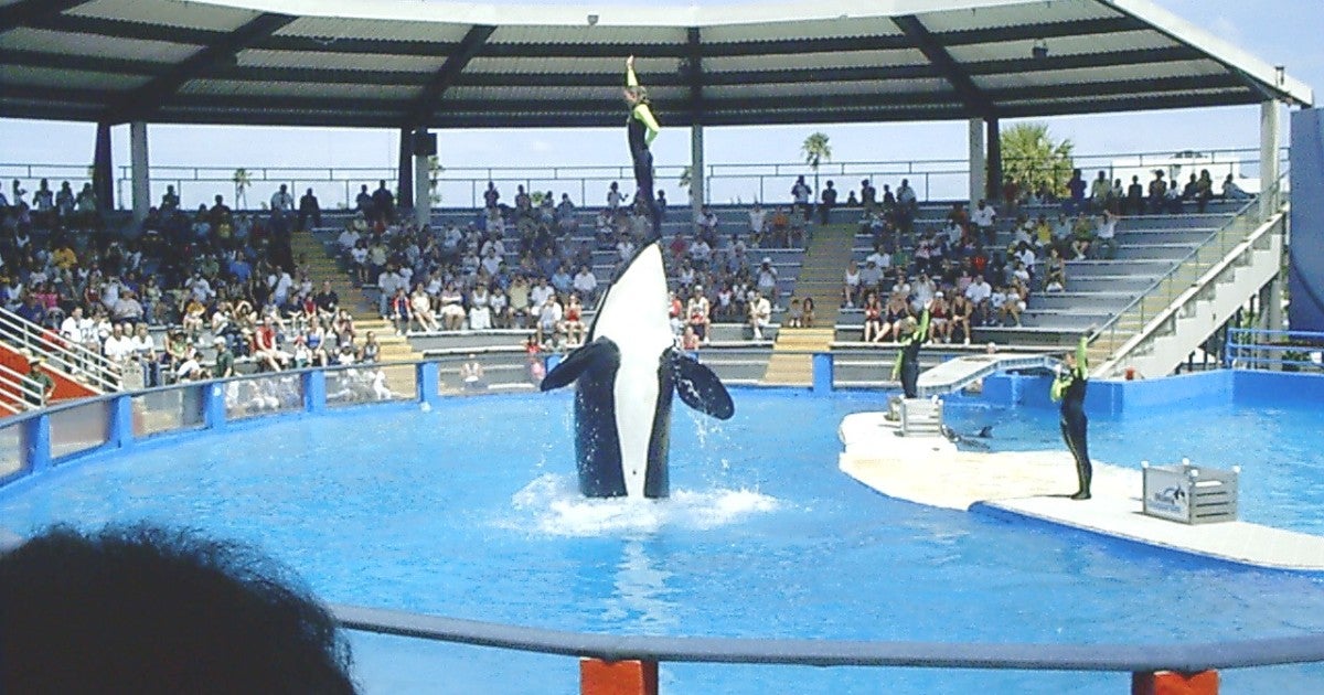 Remembering the life of Tokitae, AKA Lolita, the orca whale | Humane ...