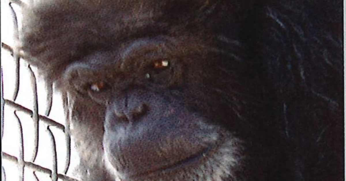 Judge rules that NIH’s refusal to move chimps from a New Mexico ...
