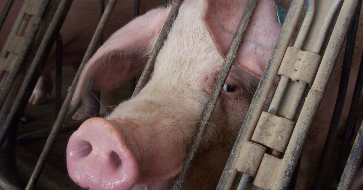 Breaking: Supreme Court upholds strongest farm animal protection law in ...