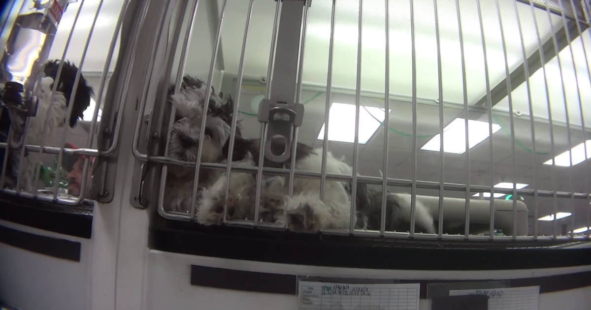 How Petland is trying to keep puppy mills in business | Humane World ...