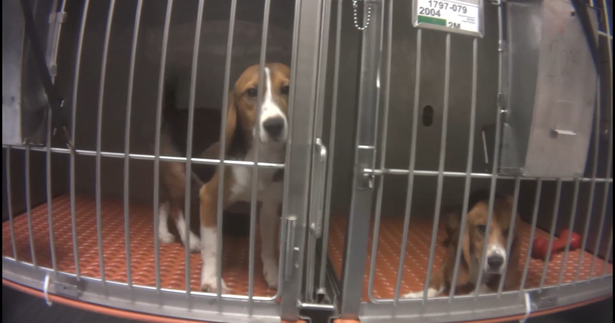 Maryland becomes first state to require animal testing labs to ...