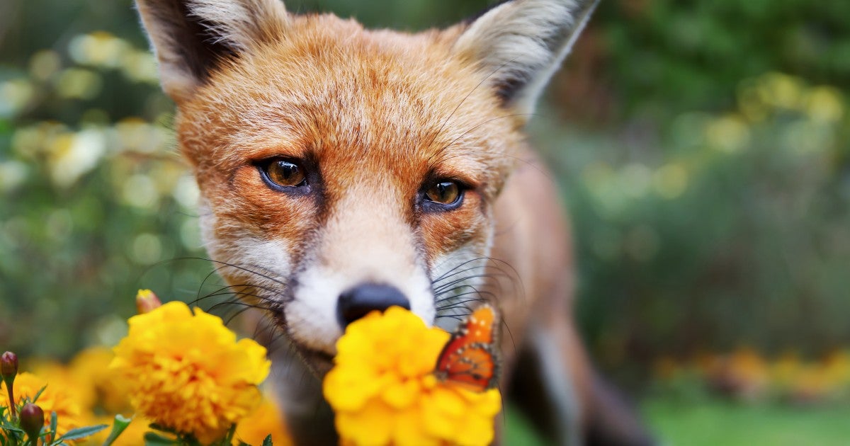 For Fashion Week, let’s celebrate the brands putting fur out of fashion ...