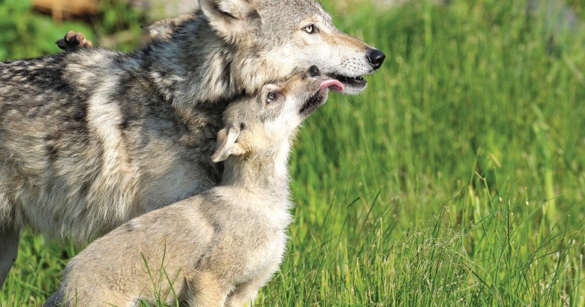 We’ve filed a new lawsuit because wolves in the Northern Rockies need ...