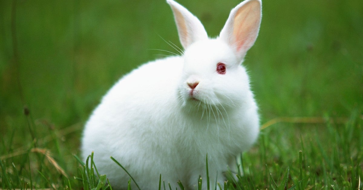 It’s time to move past the cruel, inhumane practice of testing ...