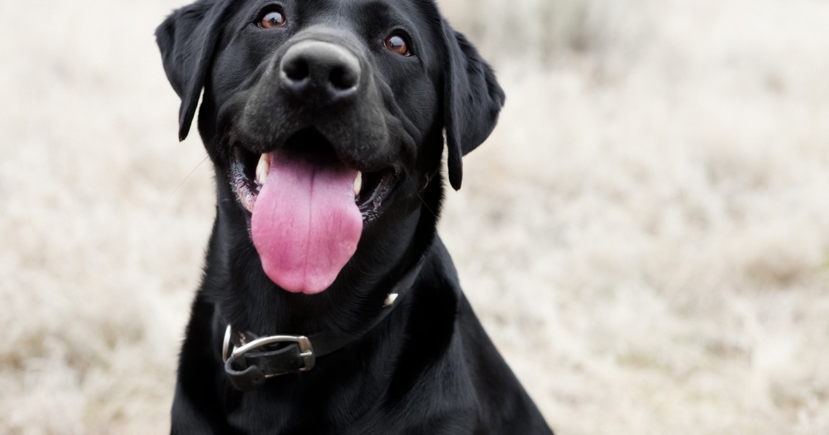 In major step forward for animal welfare in Mexico, Tlaxcala recognizes ...