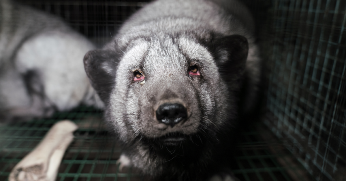 New undercover investigation shows the cruelty of ‘certified’ fur farms ...
