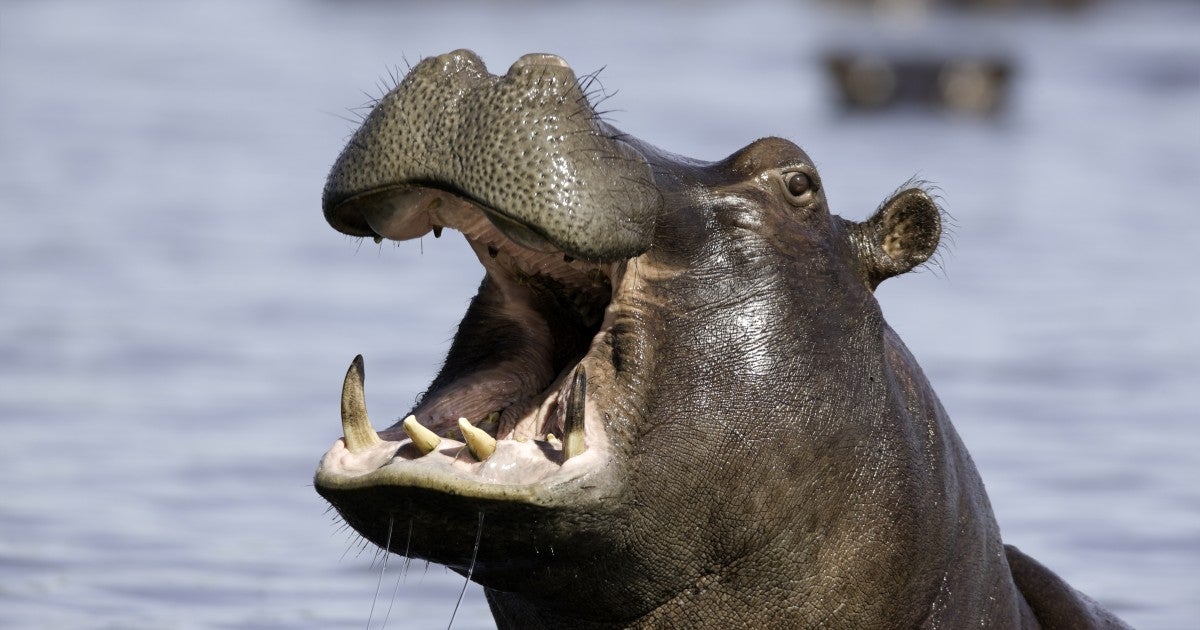 At CITES in Panama, we’re pushing for greater wildlife protection ...