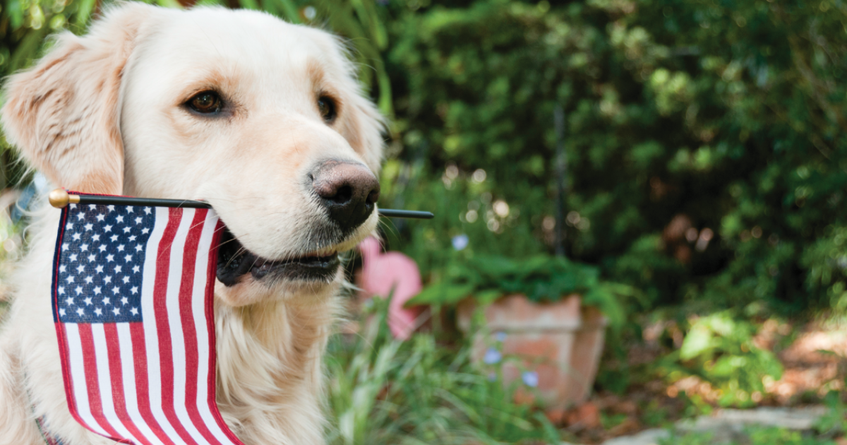 Animal-friendly ways to celebrate July 4 (Hint: It’s not fireworks ...