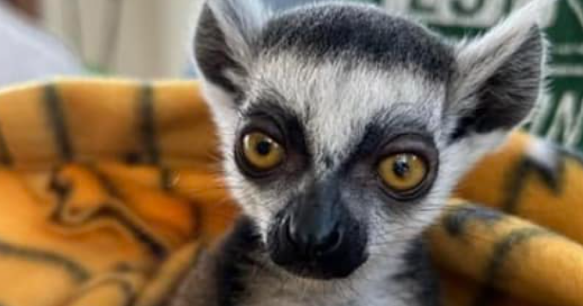 Mistreated exotic animals highlight the need for Better CARE for ...