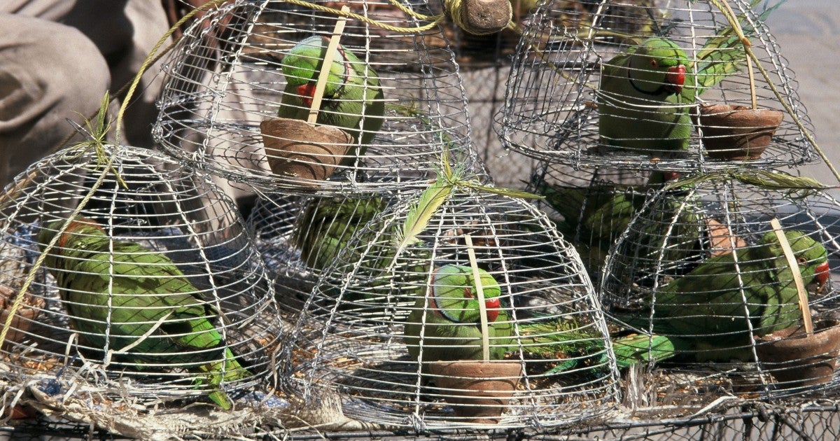 For the first time, birds receive protection under the Animal Welfare ...