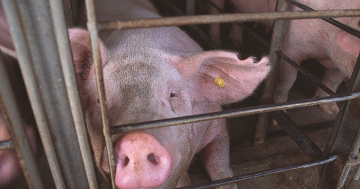 Breaking: Major threat to animal welfare emerges in US Congress ...