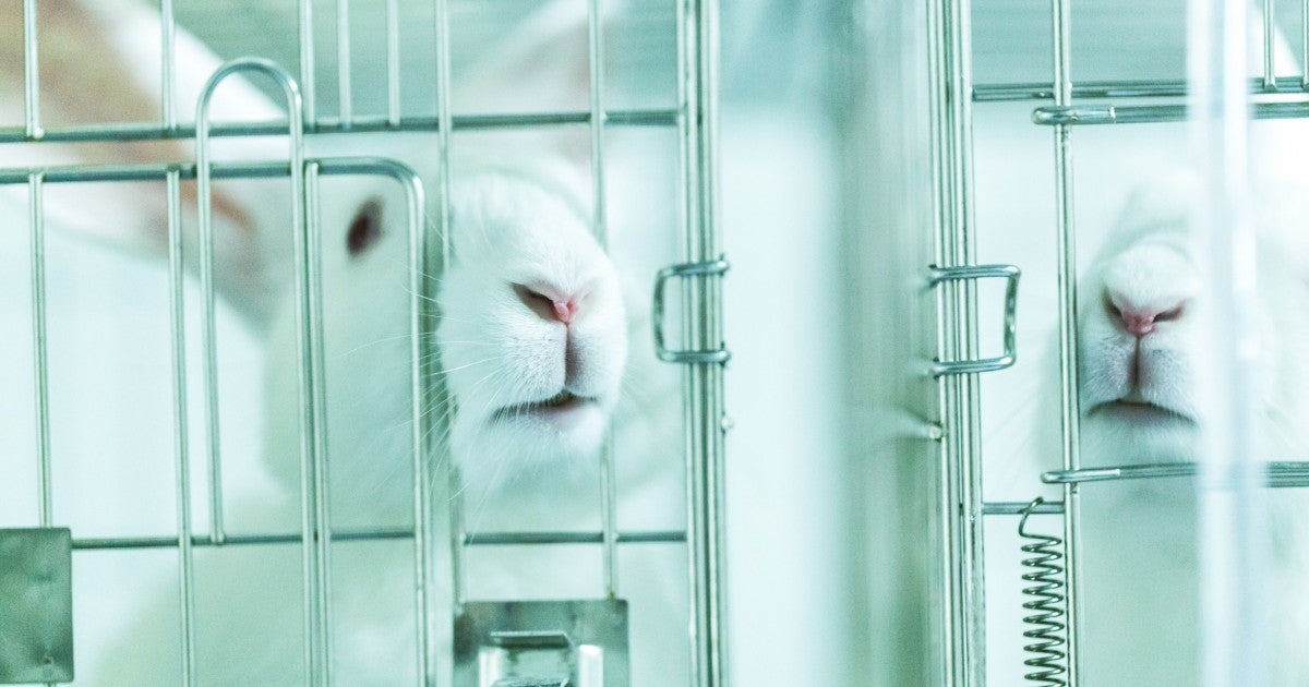 Major win: Canada just banned cosmetics animal testing and trade ...