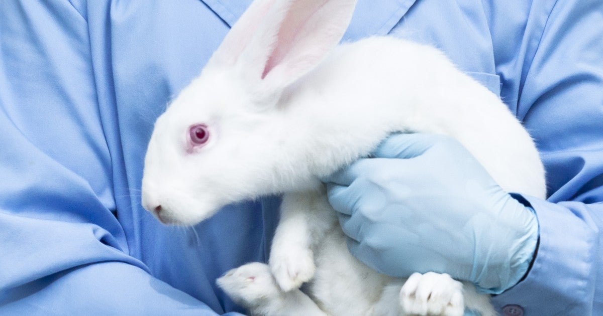 Cosmetics animal testing is in the spotlight—now’s the time to end it ...