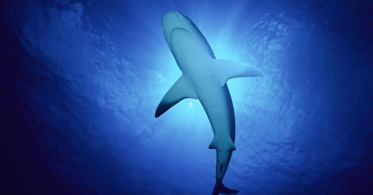 We’re honoring lawmakers for their efforts to save sharks and end the ...