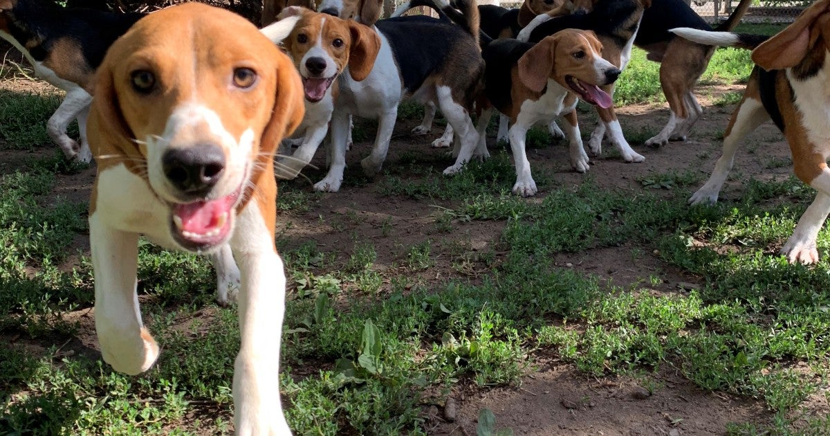 How our shelter and rescue partners are essential to our work for ...