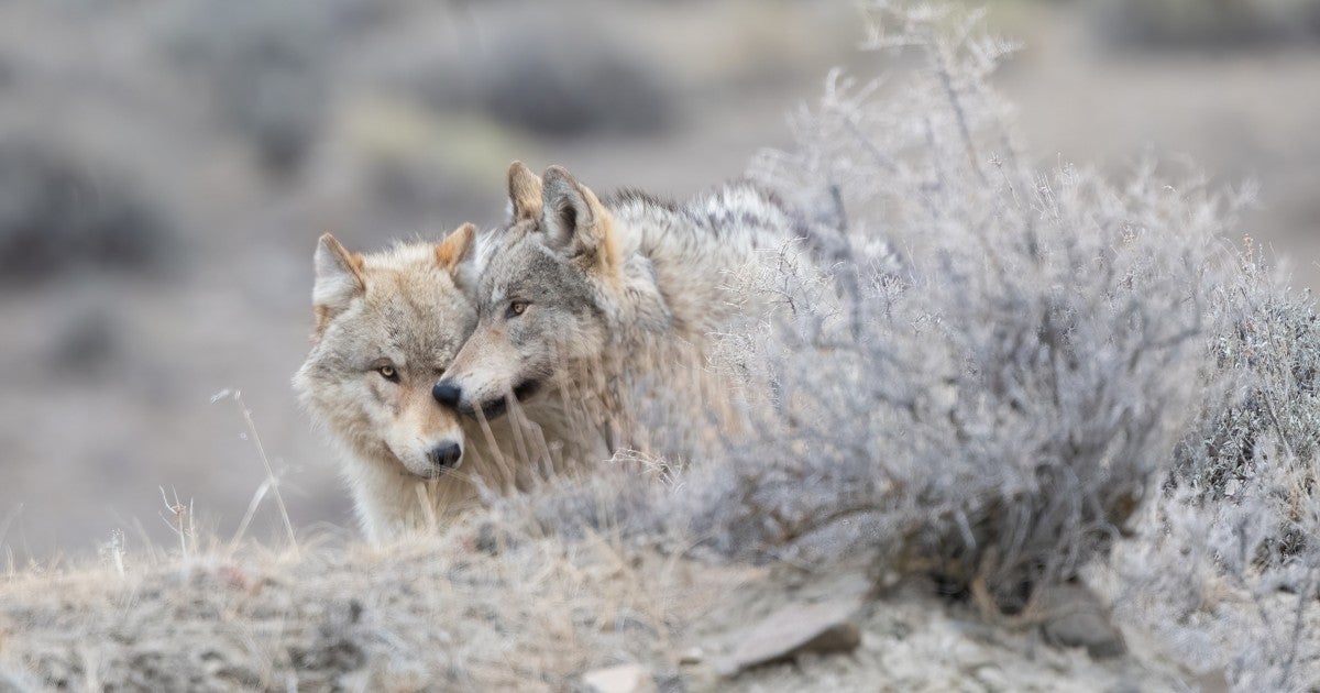 This state’s draft wolf plan spells disaster for wolves | Humane World ...