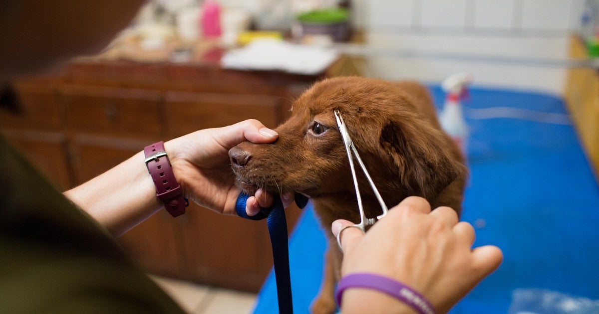 HSI brings food, medical help to starving, hurt animals in volcano-hit ...