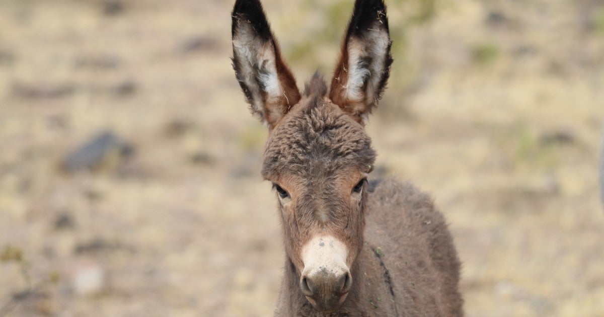 BLM report to Congress on wild horses and burros falls short on ...