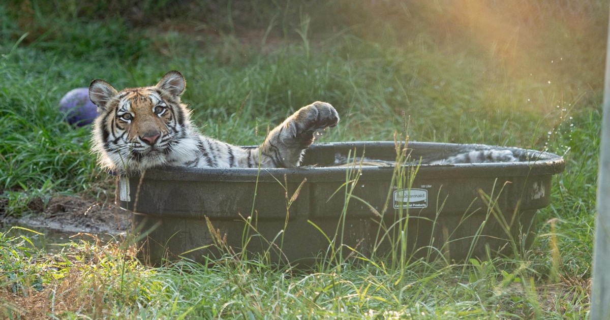 A rescued tiger’s first summer at our animal sanctuary | Humane World ...