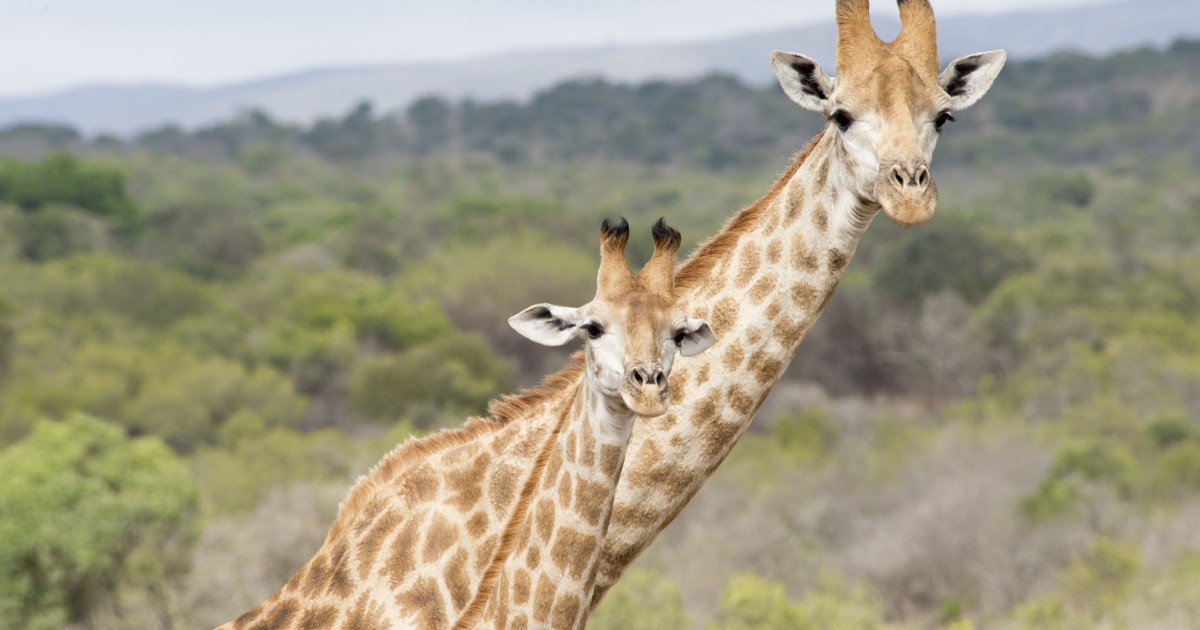 HSUS and HSI investigation uncovers a thriving U.S. market for trophy ...