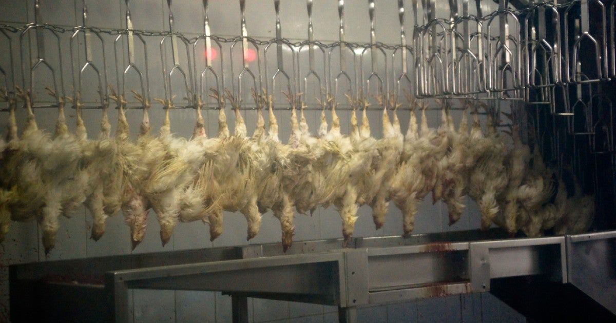 Bills introduced in Congress to stop faster speeds at slaughterhouses ...