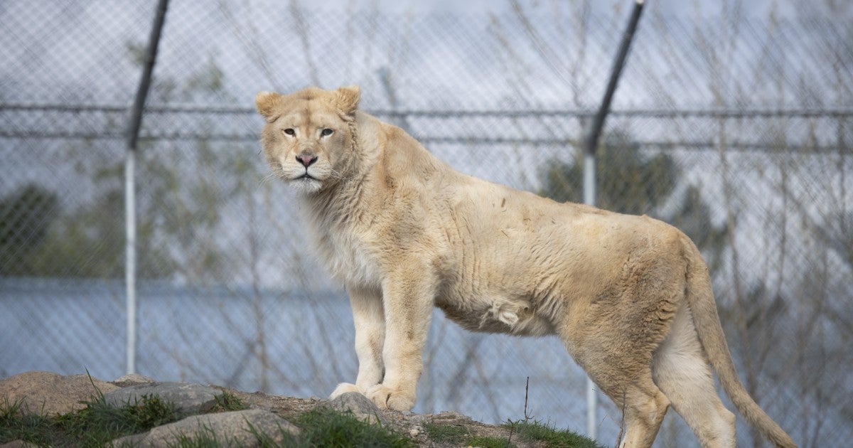 Senator introduces bills to restrict private possession of big cats ...