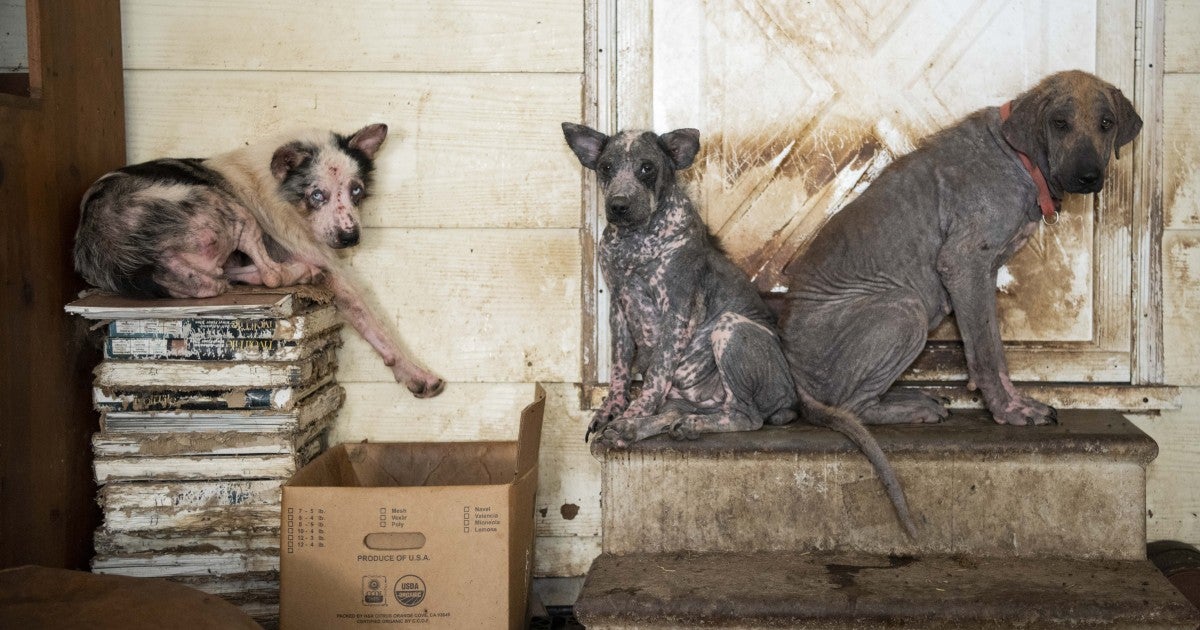 Breaking news: HSUS helps rescue 30 dogs and other animals from Kansas ...