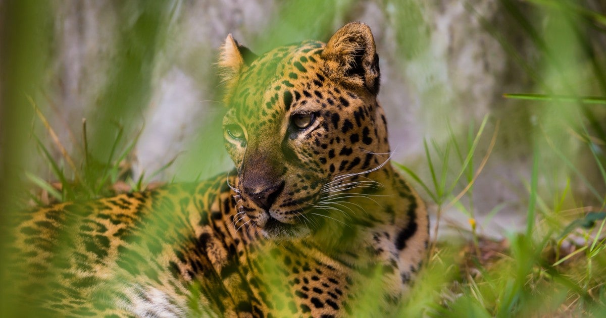 The U.S. is allowing trophy hunters to bring home hundreds of leopard ...