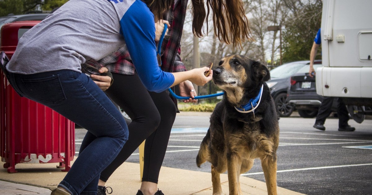 Finding a home for Buster: How the HSUS works with shelter and rescue ...