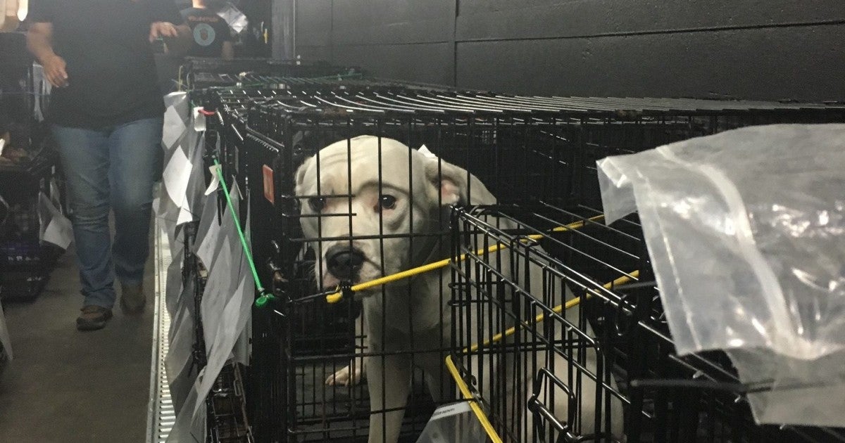 HSUS and HSI rescue teams continue work to help animals in disaster ...