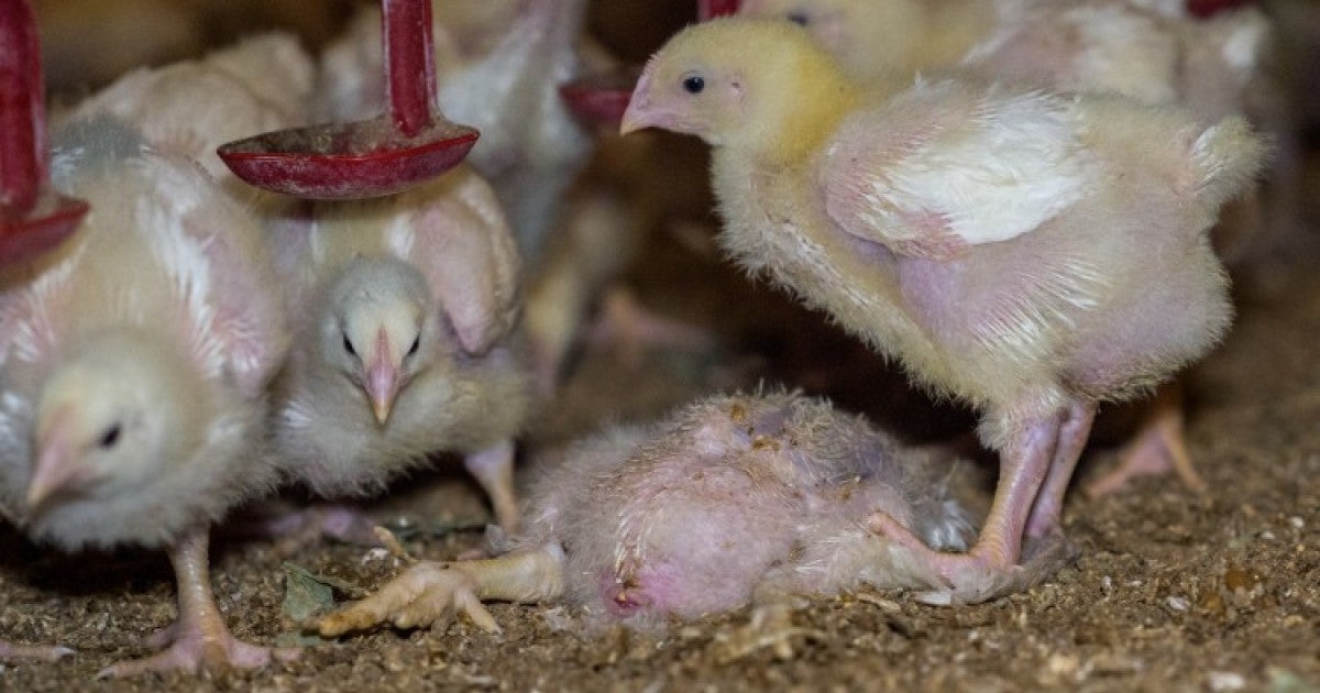 Our Unhappy Meals campaign puts McDonald's on alert to end chicken ...